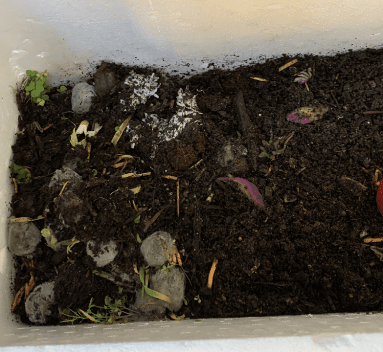 Feeding worms strawberries + 19 Fruits worms love! - Eco Family Life