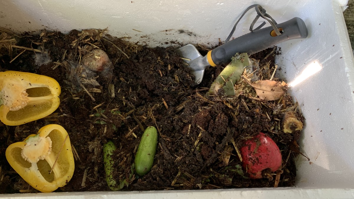 Worm Farming for Beginners: 10 Easy Steps - Eco Family Life