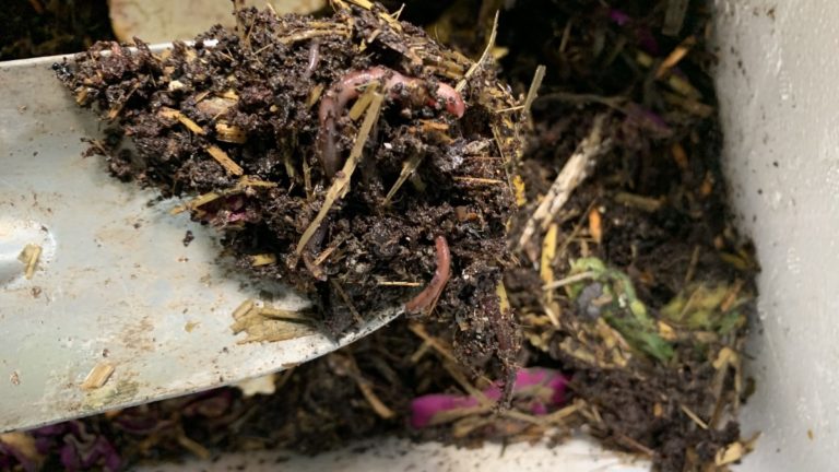 Worm Farm Bedding | 10 Steps to Success - Eco Family Life