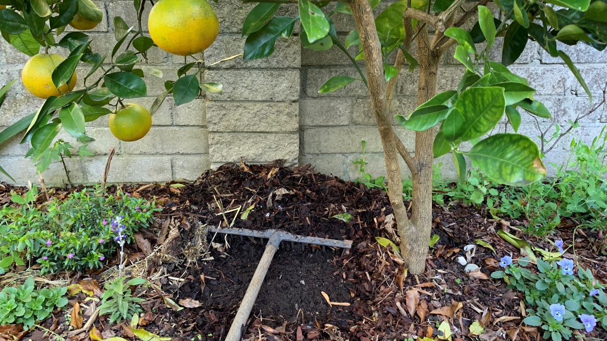 How to top dress citrus trees | The Easy Way - Eco Family Life
