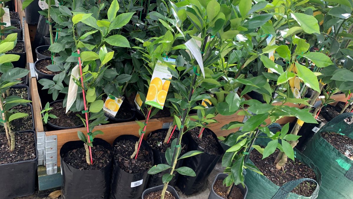 No flowers on lemon trees: 11 Simple solutions - Eco Family Life