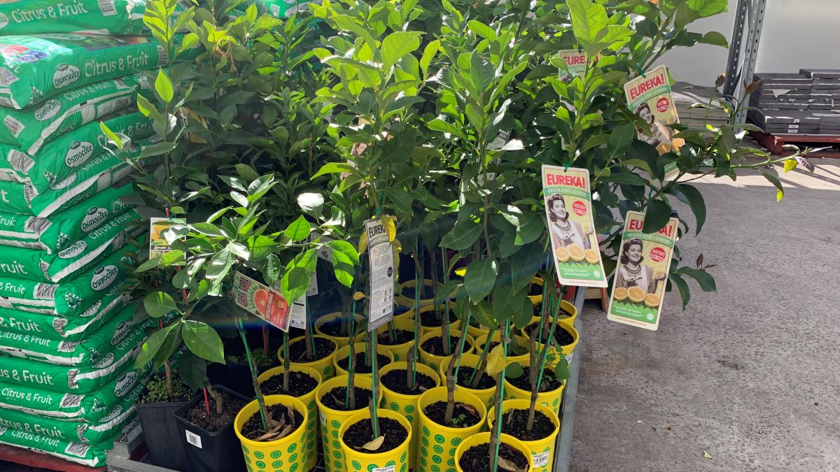 No flowers on lemon trees: 11 Simple solutions - Eco Family Life
