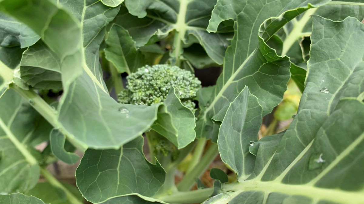 Best fertilizer for Broccoli and Cauliflower - Eco Family Life
