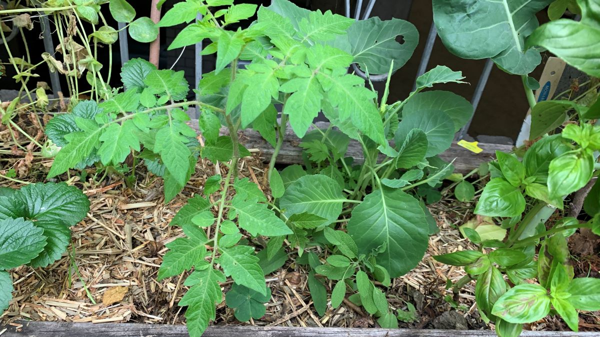 Mulch before or after planting | The Complete Guide - Eco Family Life