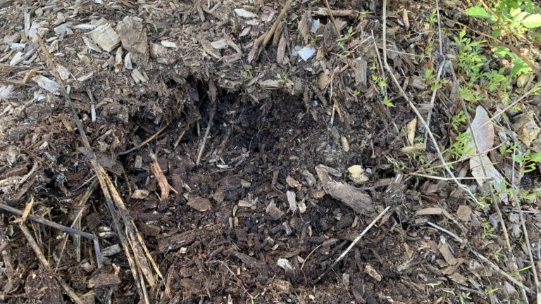 Can Mulch go Bad? | How to Fix Moldy Mulch - Eco Family Life