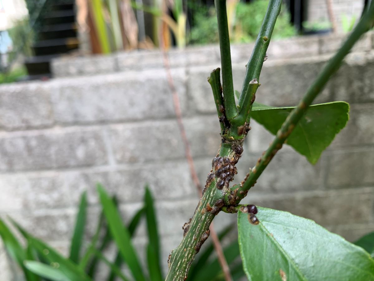 How to treat scale on a lime tree | 5 Easy steps - Eco Family Life