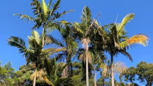 How to Mulch Palm Fronds | Plus When You Shouldn't - Eco Family Life