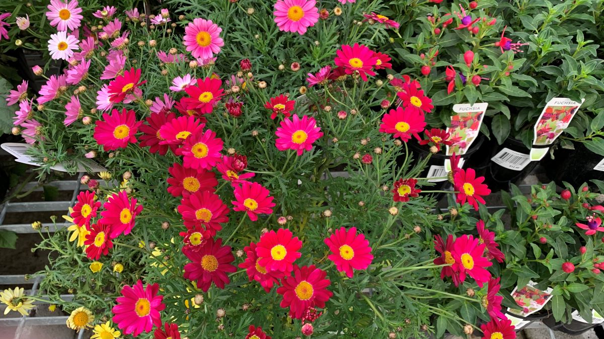 Do you mulch before or after planting flowers? - Eco Family Life