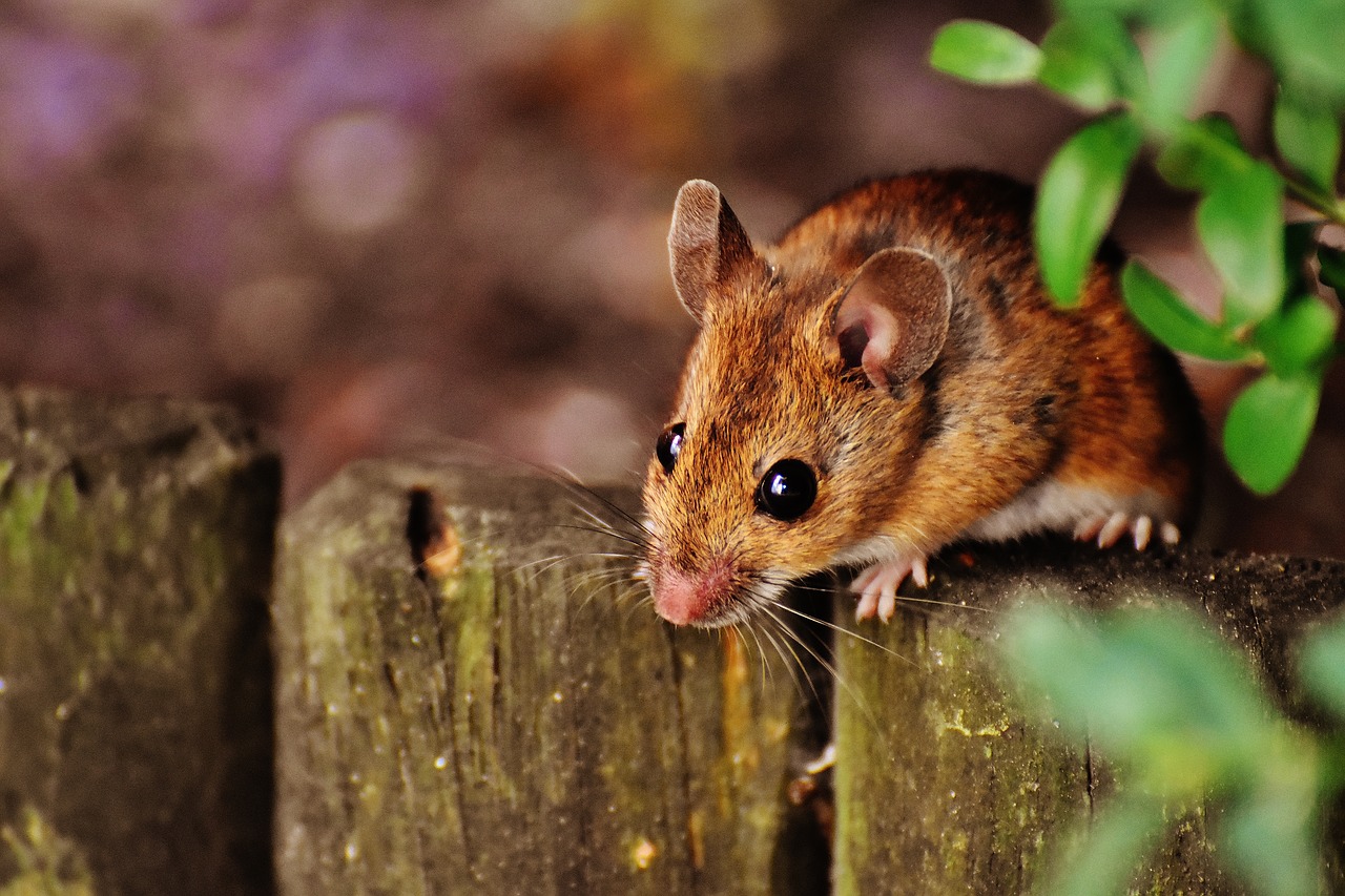 How to Keep Mice Out of Potted Plants | 5 Natural Solutions - Eco ...