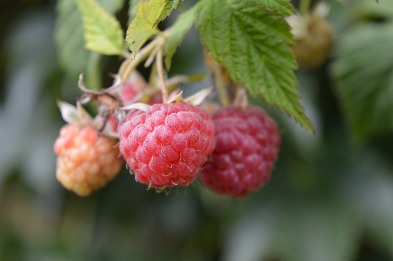 How to grow organic raspberries - Eco Family Life