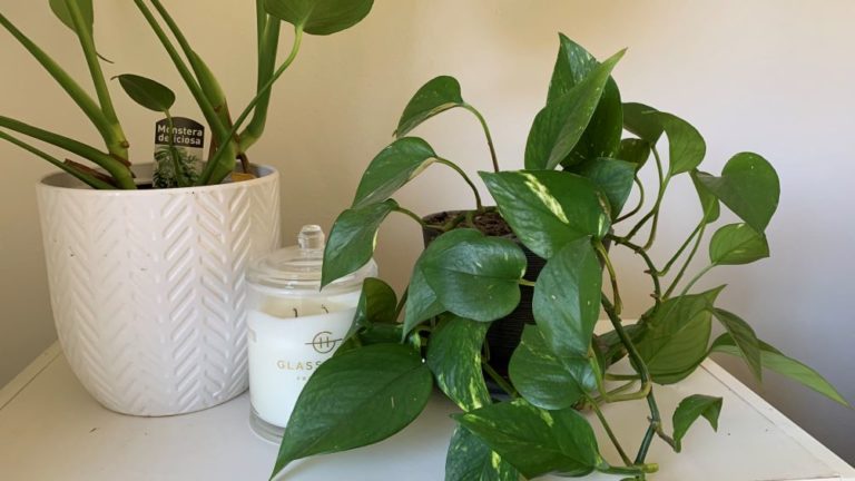 Pothos Root Rot | 8 Ways to tell + Easy Fixes - Eco Family Life