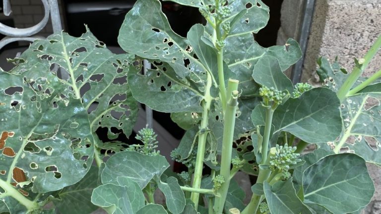 Will broccoli grow if leaves have been eaten? | How to prevent bug ...