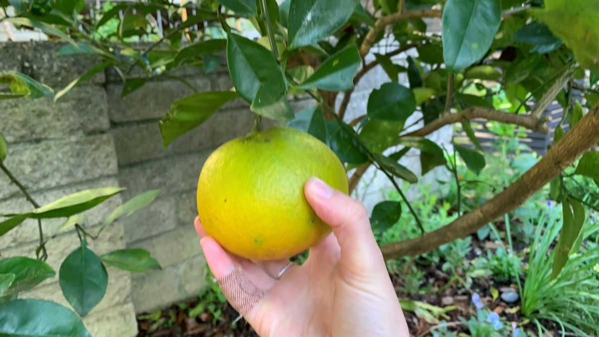 Why do my oranges taste like lemons? | How to make them sweet - Eco ...
