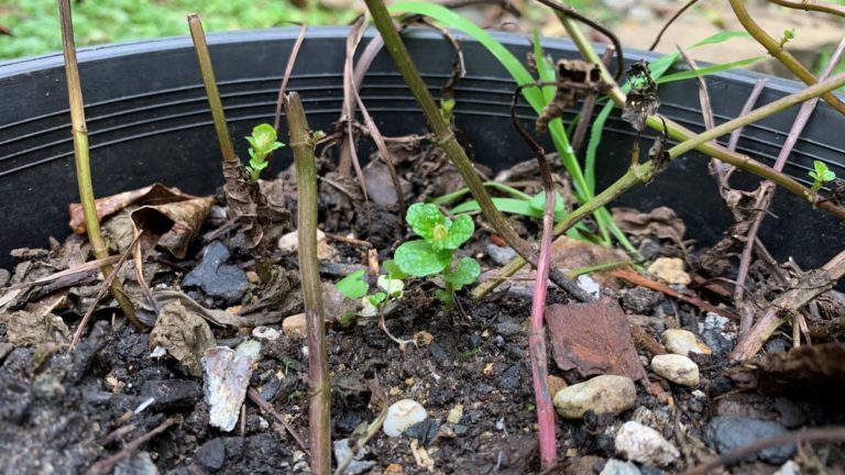 Should Mint Be Cut Back in Winter? | Mint Pruning Guide - Eco Family Life