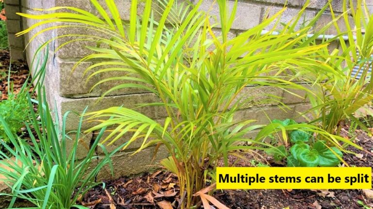 Can I split golden cane palms? Easy tips for success - Eco Family Life