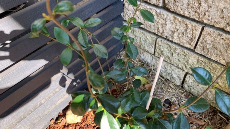 Does star jasmine have invasive roots? - Eco Family Life