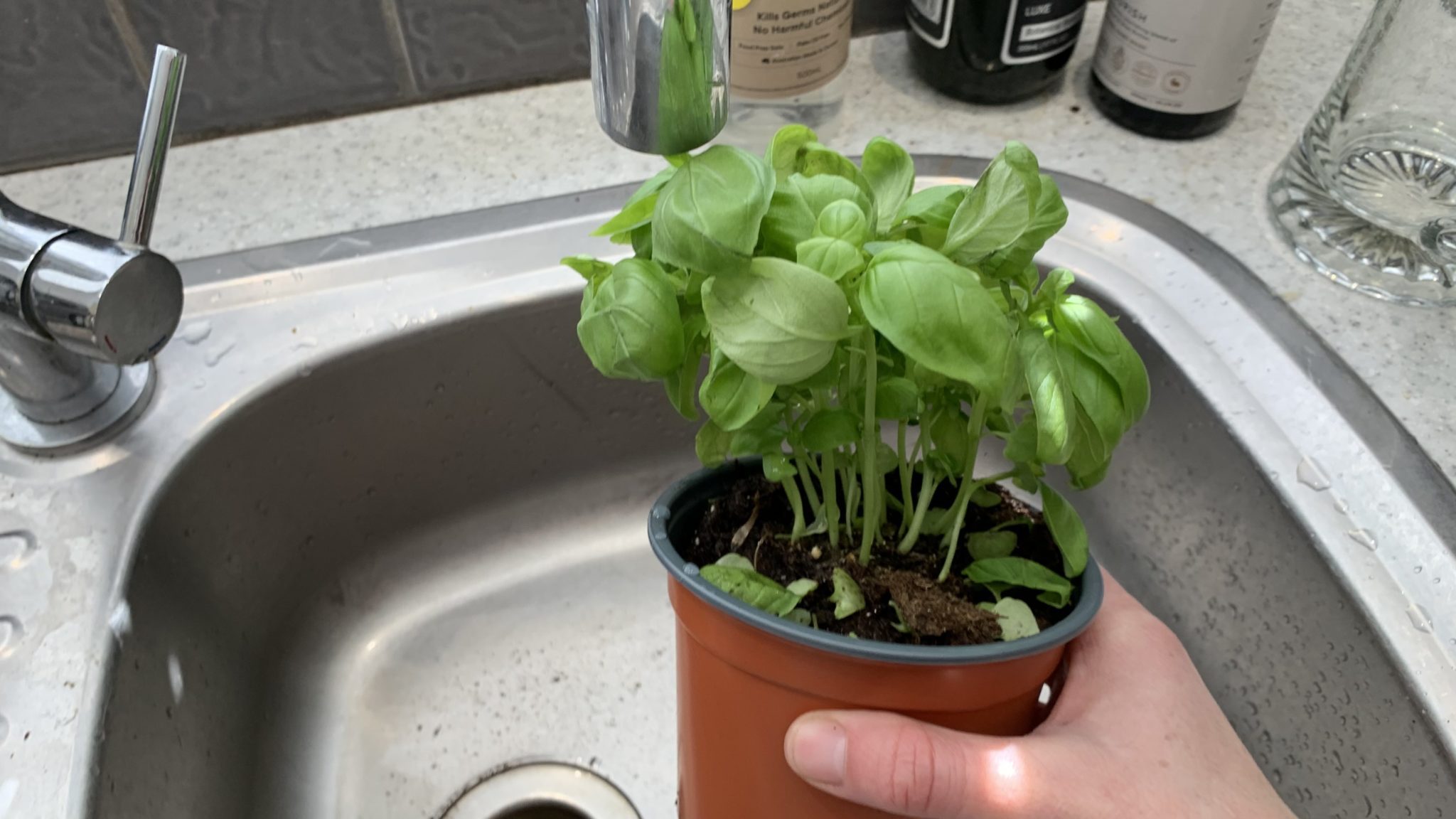 How deep do basil roots grow? | 8-12 inches + basil grow guide - Eco ...