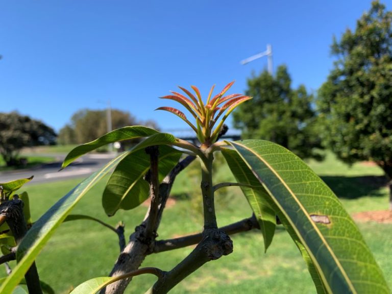 Growing mango trees in containers | Simple steps to success - Eco ...
