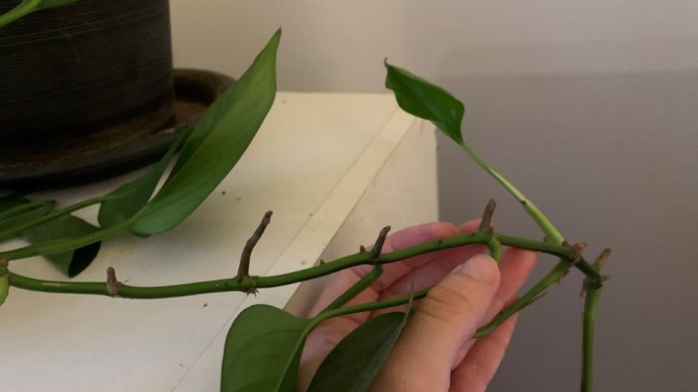 Why do pothos grow aerial roots? | Should you remove them? - Eco Family ...