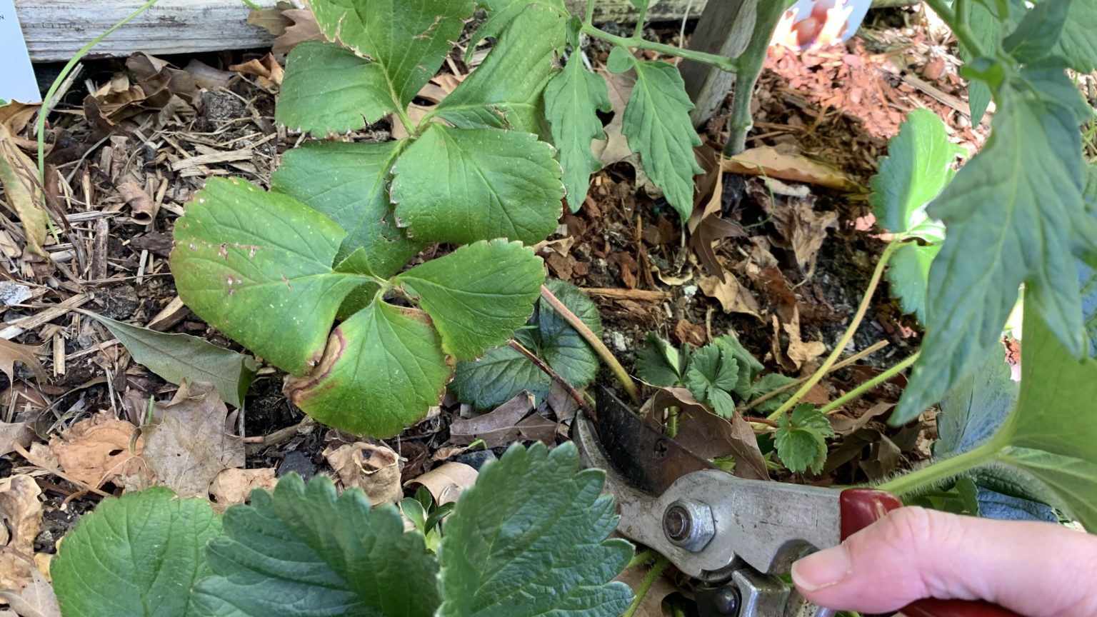 How to prune strawberry plants | Winter pruning guide - Eco Family Life