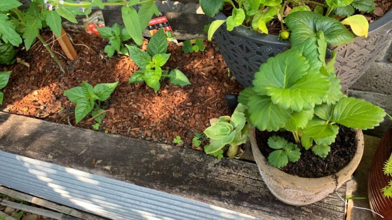 Strawberry plants with red flowers | Grow Guide - Eco Family Life