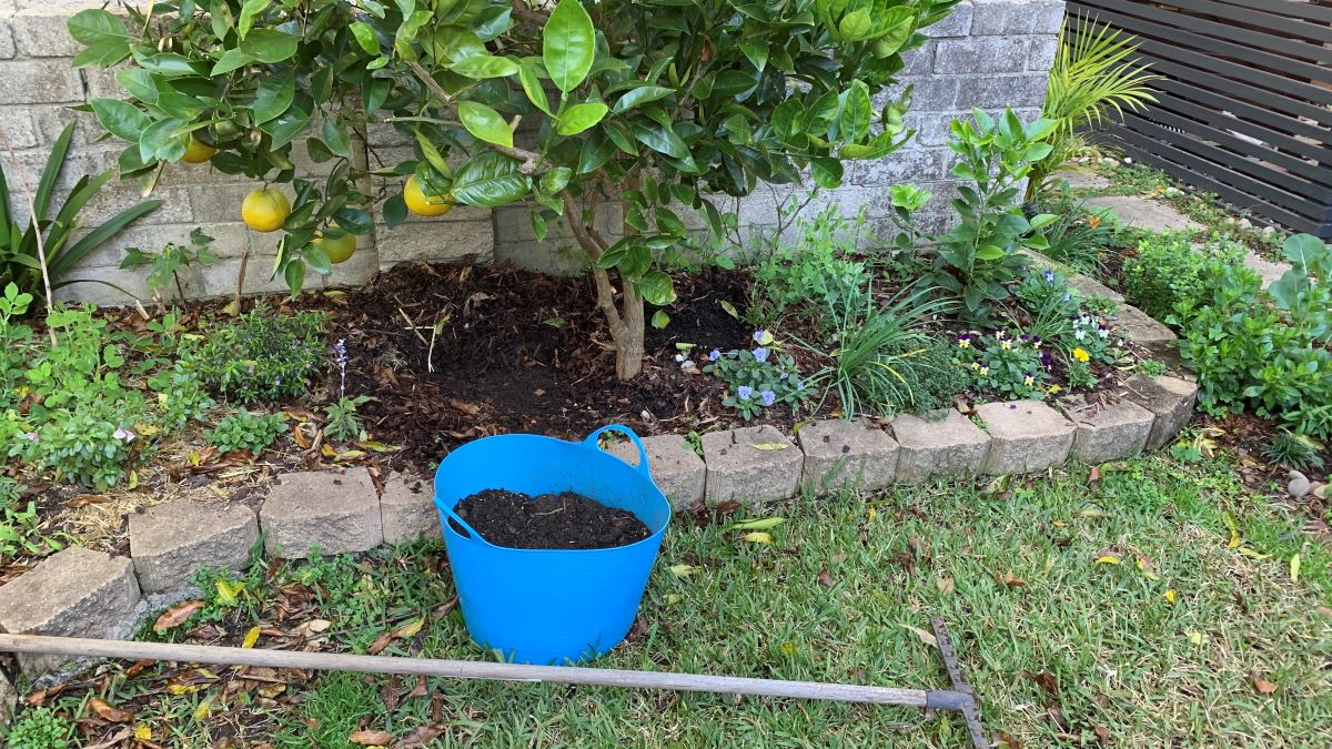Are orange tree roots invasive? | How far do they spread? - Eco Family Life