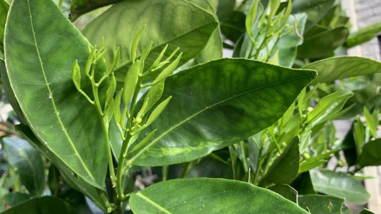 Are orange tree roots invasive? | How far do they spread? - Eco Family Life