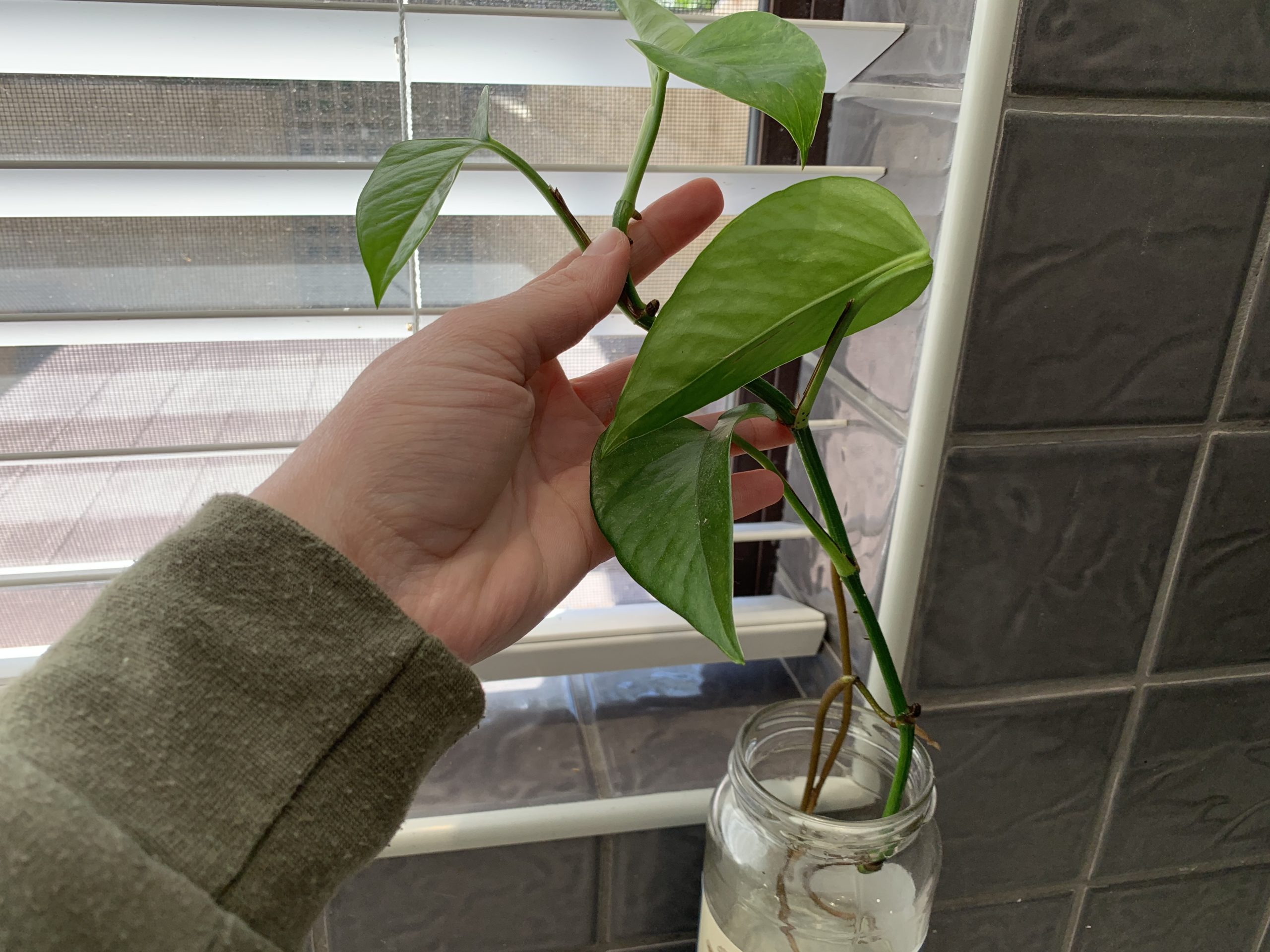 Does pothos grow faster in water or soil? | Tips for fast growing ...