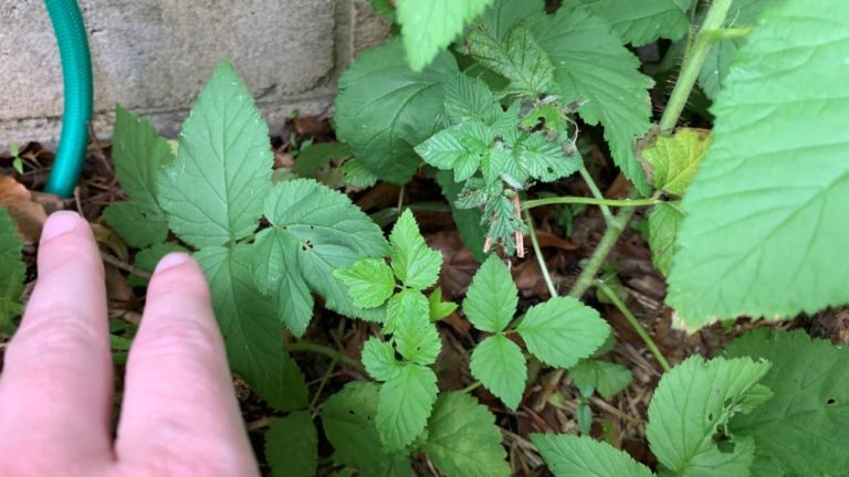 Are raspberry plants invasive? | Where you should NOT plant them - Eco ...