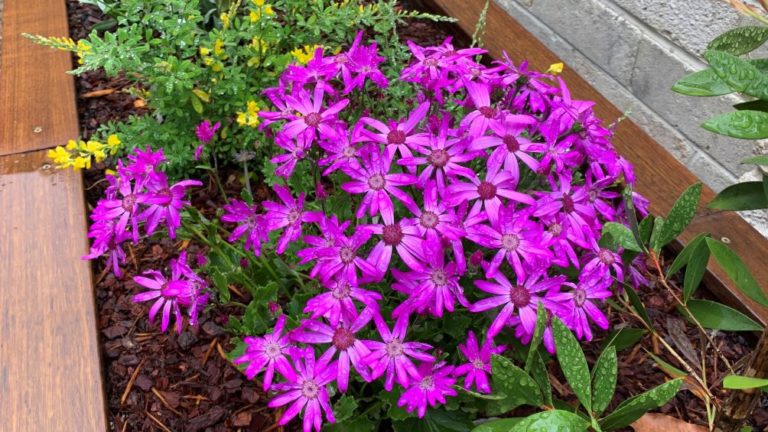 How to Grow Perennial Senetti | Grow it All Year Round - Eco Family Life