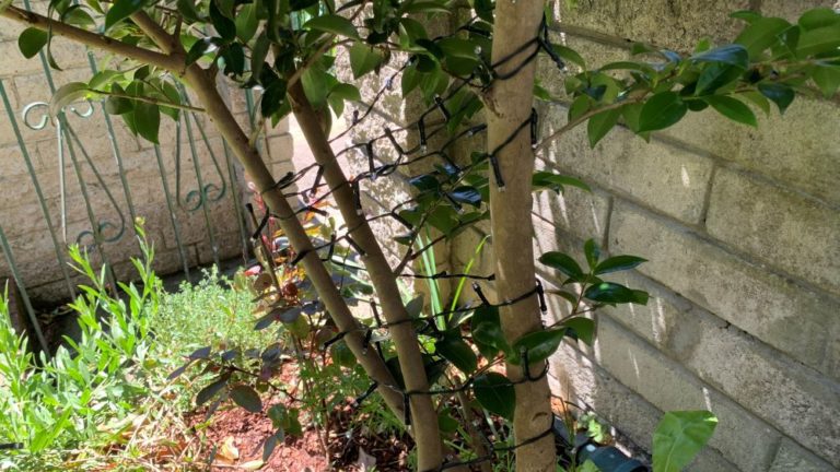 Do LED string lights attract bugs? | The best lights for a bug free ...