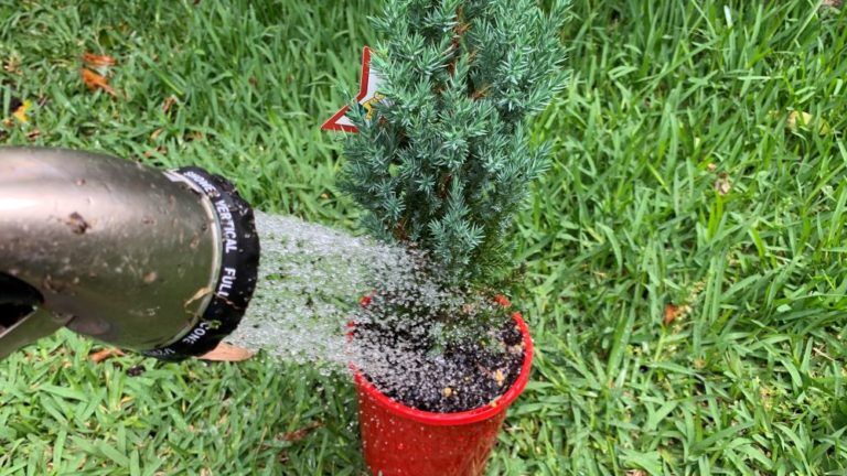 How to Revive a Dying Potted Christmas Tree | 9 Easy Steps - Eco Family ...