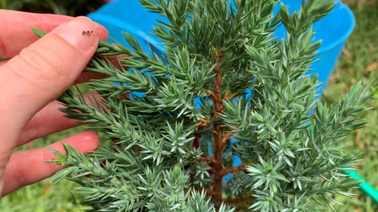 How to Revive a Dying Potted Christmas Tree | 9 Easy Steps - Eco Family ...
