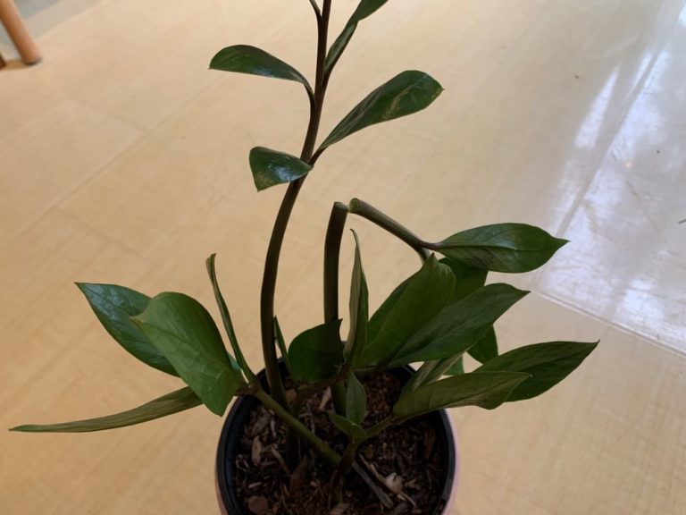 ZZ Plant broken stem repair guide | 3 Easy Steps - Eco Family Life