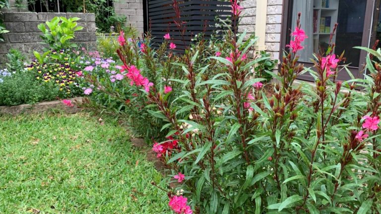 Gaura ‘belleza dark pink’ pruning guide | How to prune for more flowers ...