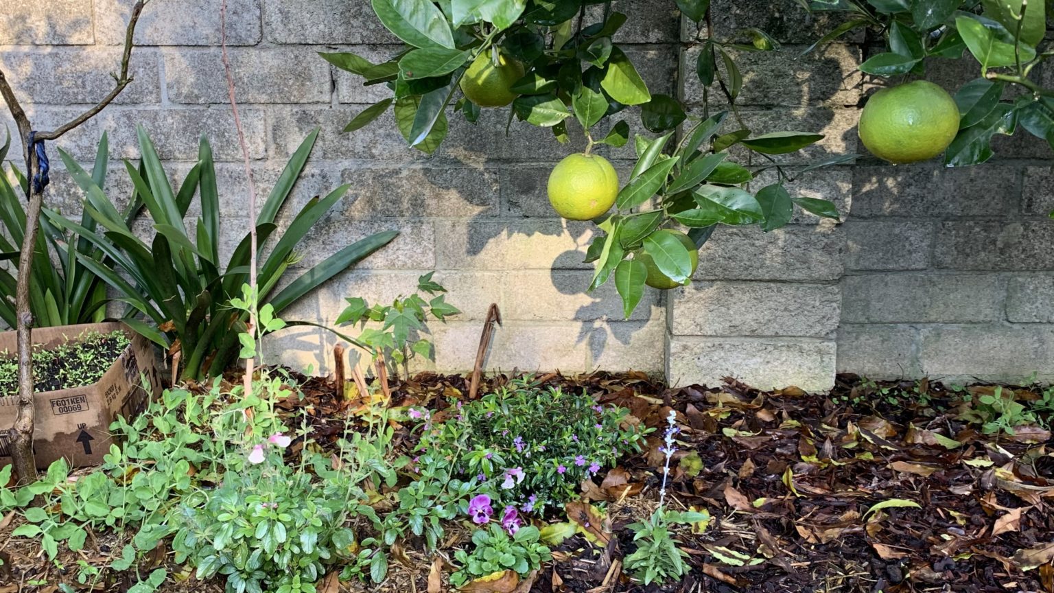 How to Save a Dying Orange Tree | 7 Easy Steps - Eco Family Life