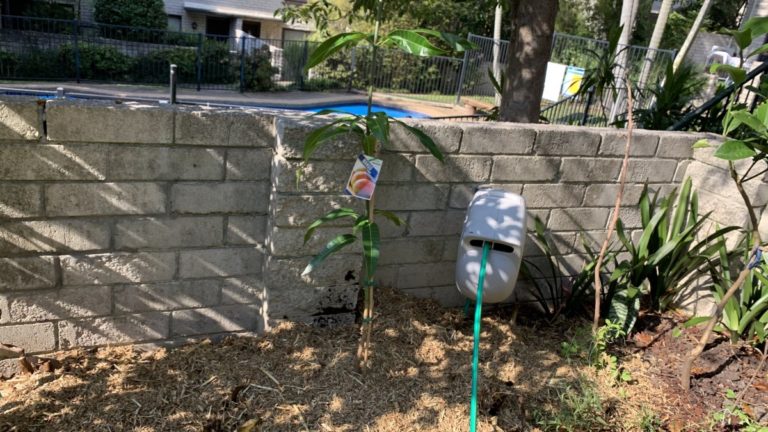 Mango Tree Winter Care | Help your mango survive winter - Eco Family Life