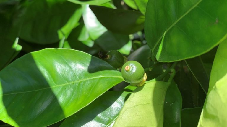 How to Save a Dying Orange Tree | 7 Easy Steps - Eco Family Life