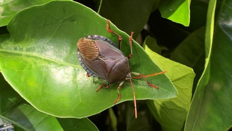 Can orange trees survive winter? | Protect them from a winter freeze ...