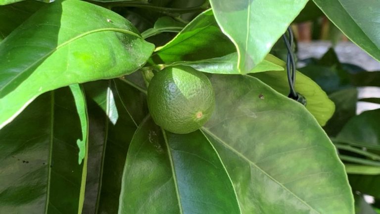 Can orange trees survive winter? | Protect them from a winter freeze - Eco Family Life