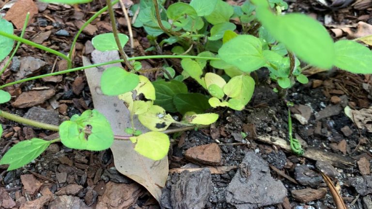 Yellow oregano leaves | How to solve this problem - Eco Family Life
