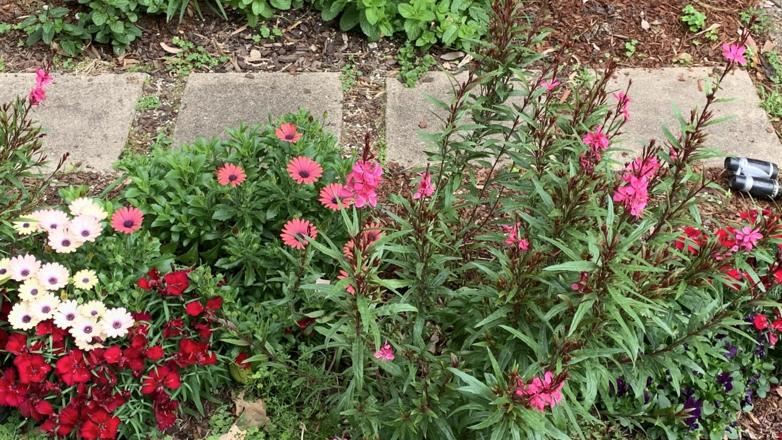 High Density Planting | Grow 5X more in a small space - Eco Family Life