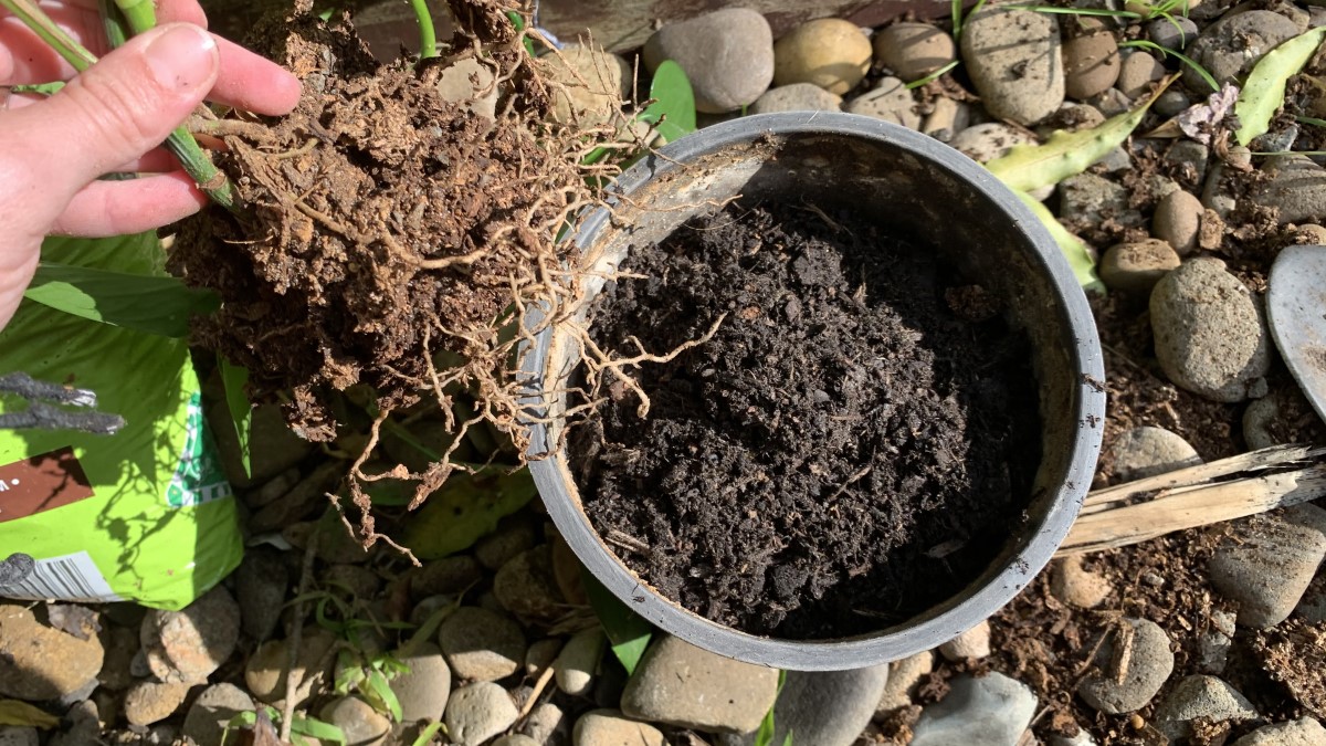 How to dry out overwatered indoor plants | 5 Easy Ways - Eco Family Life