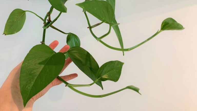 How to Grow Long Pothos Vines | 8 Easy Tips - Eco Family Life