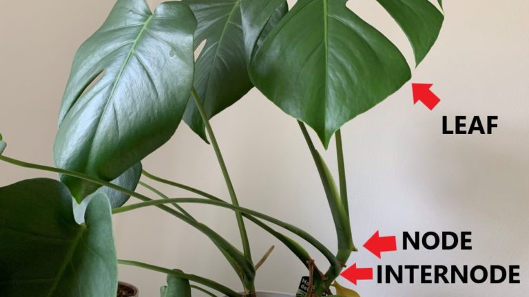 Propagating Monstera Without a Node | Can it be done? - Eco Family Life