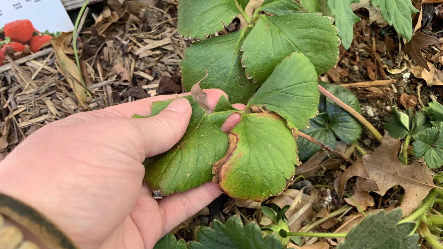 Spring Care for Strawberry Plants | 3 Step Pruning Guide - Eco Family Life