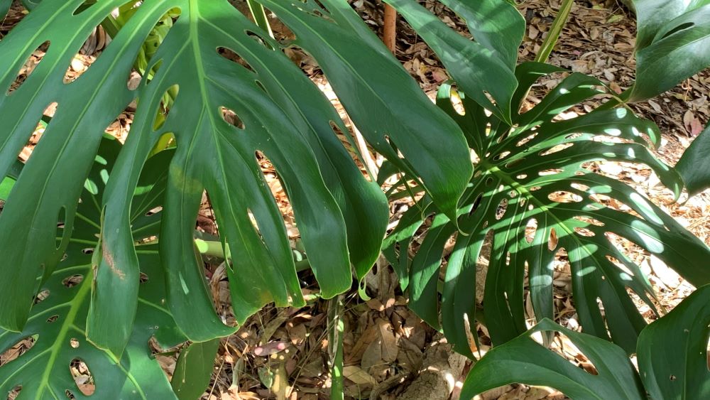 How to Get a Monstera to Branch | 3 Easy Tips - Eco Family Life