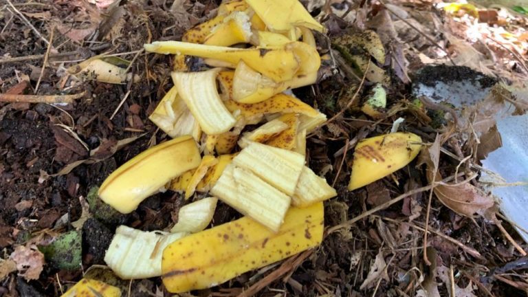 How to Compost Banana Peels - Eco Family Life