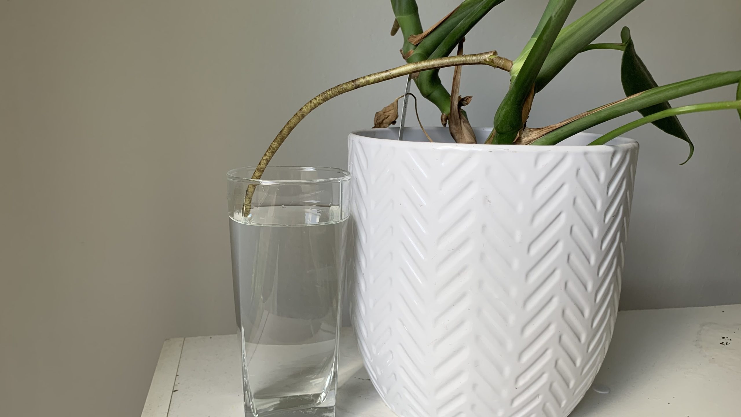 Putting Monstera Aerial Roots in Water (Hack) - Eco Family Life