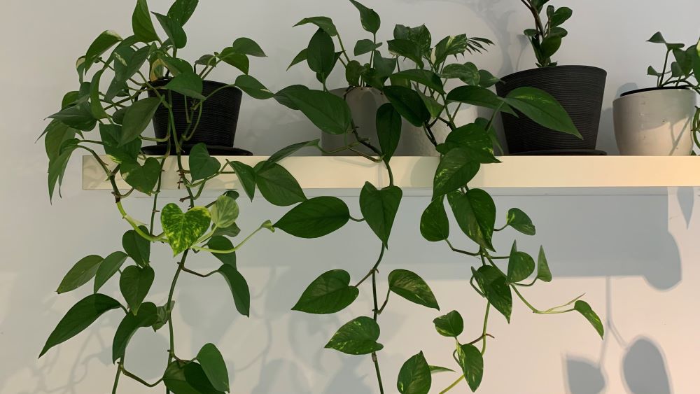 Why Pothos Grow Long Vines Without Leaves | 6 Causes and Solutions ...